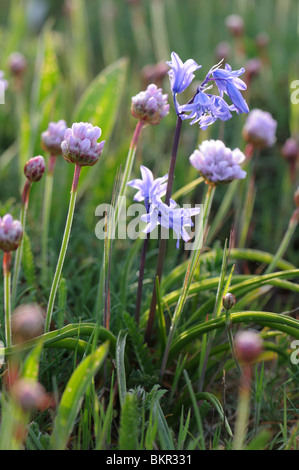 Sea of Bluebells Stock Photo - Alamy