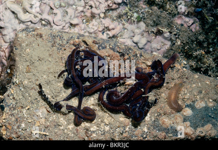 Bootlace Worm - Lineus longissimus Stock Photo: 79805207 - Alamy