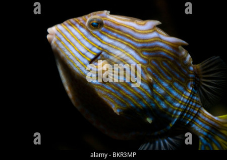 Shaw's Cowfish - Aracana aurita (female Stock Photo - Alamy
