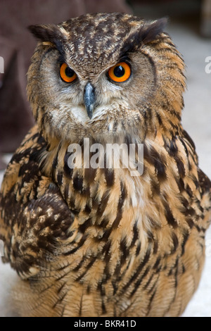 Eurasian Eagle-Owl (Bubo bubo) being rewarded with a chick's leg Stock ...
