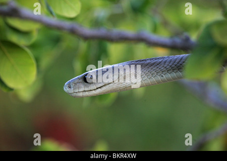 BLACK MAMBA South Africa Dendroaspis polylepis Largest African venomous ...