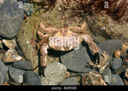 Risso's Crab; Xantho pilipes; UK Stock Photo - Alamy