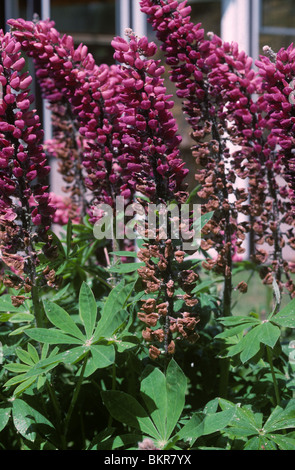 Lupin aphid Macrosiphum albifrons infestation on lupin Lupinus spp ...
