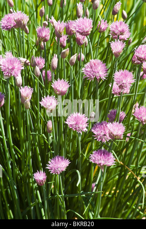 Pink bloossom of Alliaceae Allium Schoenoprasum Asia Stock Photo - Alamy
