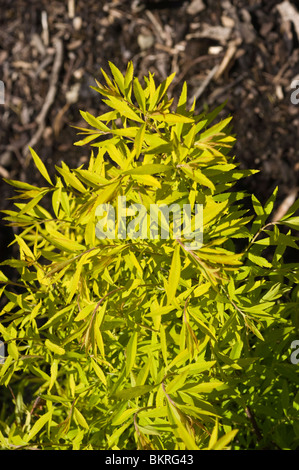 Yellow leaves of Spiraea Thunbergii Ogon, Mellow Yellow,Thunberg Spiera ...