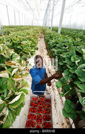 Curacao, Westpunt. Kura Hulanda group greenhouse Stock Photo - Alamy