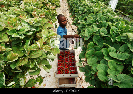Curacao, Westpunt. Kura Hulanda group greenhouse Stock Photo - Alamy