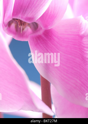 A closeup of a pink cyclamen flower Stock Photo - Alamy