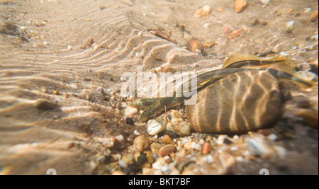Underwater photo of a group brook lampreys spawning Stock Photo - Alamy