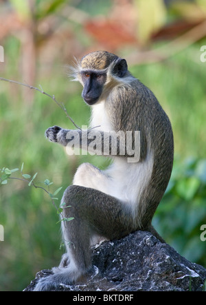 BARBADOS GREEN MONKEY Stock Photo - Alamy