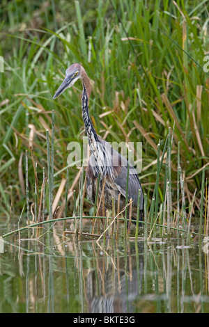 Goliath heron, reuzenreiger Stock Photo - Alamy