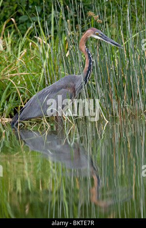 Goliath heron, reuzenreiger Stock Photo - Alamy