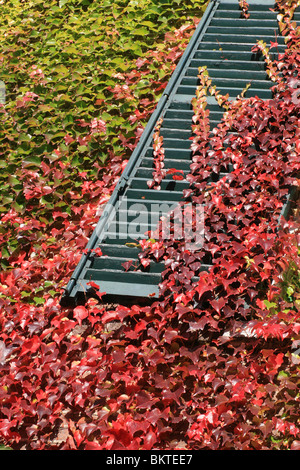 Wilde wingerd (Parthenocissus) is een geslacht van houtige klimplanten ...