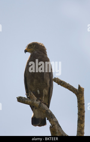 Western Banded Snake-eagle (Circaetus cinerascens) adult, perched on ...