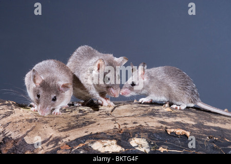 Egyptian Spiny Mice (Acomys cahirinus cahirinus). Side and rear views ...
