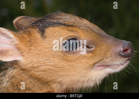 Muntjac Deer (Muntiacus reevesi). Fawn, showing dilation of pre-orbital ...