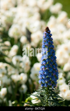 echium webbii plant Stock Photo - Alamy