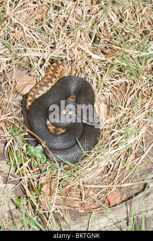 Black adder and normal adder, vipera berus Stock Photo - Alamy
