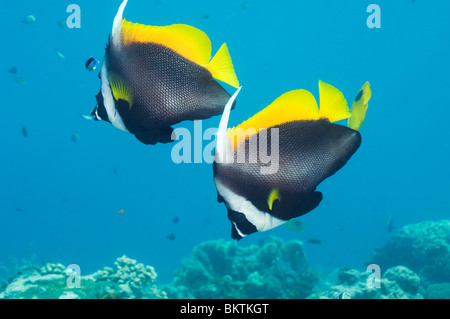 Singular bannerfish (Heniochus singularis), pair with Cleaner wrasse ...