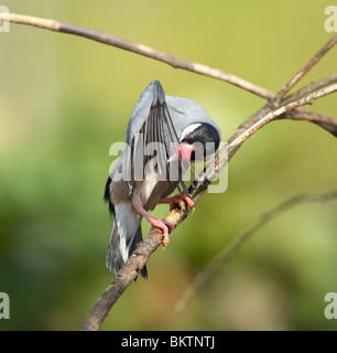 Java Sparrow, padda oryzivora Stock Photo - Alamy