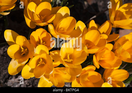 Yellow Crocus Chrysanthus Goldilocks beautiful Spring flowers at the ...