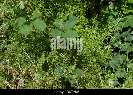 tangle of brambles Stock Photo - Alamy