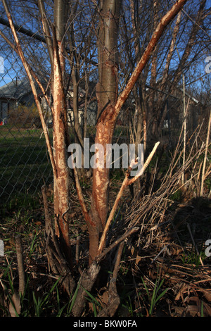 Rabbit damage on woody plant stem Stock Photo - Alamy