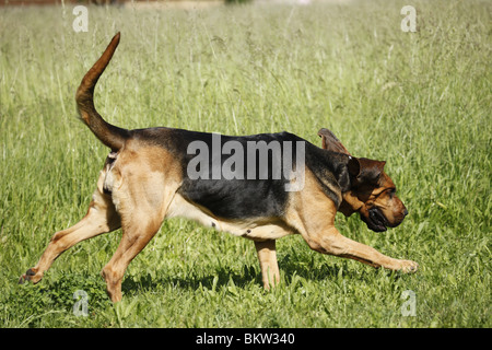 rennender Bluthund / running Bloodhound Stock Photo - Alamy