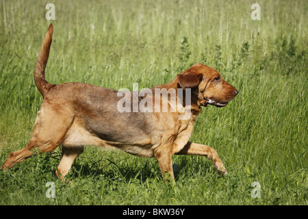 rennender Bluthund / running Bloodhound Stock Photo - Alamy
