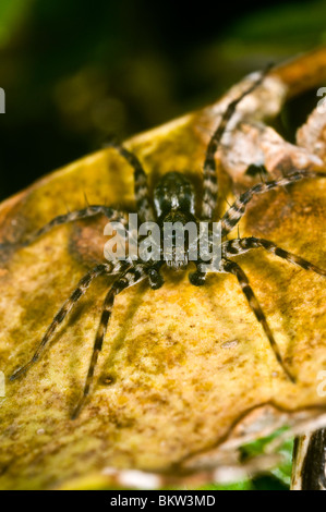 Female Wolf Spider Pardosa spp Stock Photo - Alamy