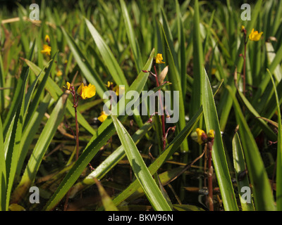 Gewoon Blaasjeskruid is een vleesetende plant, die onder water met ...