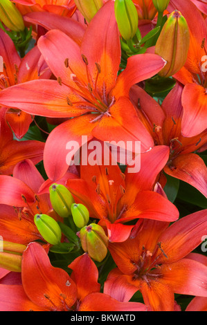 orange lilies, Lily flowers, blooming flowers Stock Photo - Alamy