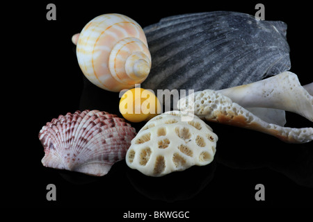 Shell on a reflective black background Stock Photo - Alamy