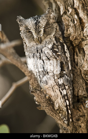 Scops owl roosting in tree Turkey Stock Photo - Alamy