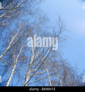 Birch trees in early spring, Greater Sudbury, Ontario, Canada Stock ...