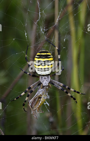 Wasp spider (Argiope bruennichi) or zebra spider, in its catching net ...