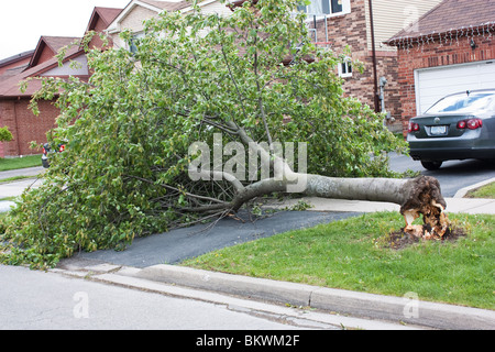 tree fall down broken damage street house driveway danger Stock Photo ...