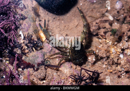 Common Squat Lobster (Galathea squamifera Stock Photo - Alamy