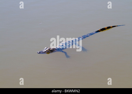 American alligator swimming in a lake, top view, Everglades National ...
