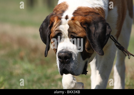 Shorthaired Saint Bernard Stock Photo - Alamy