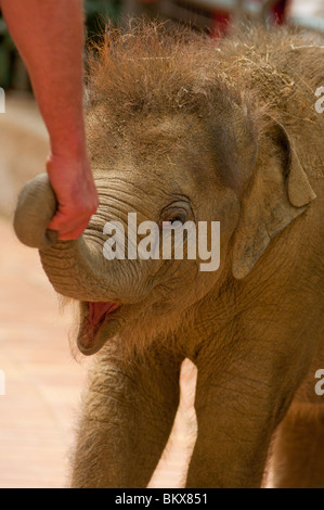 Indian Elephant Front View Closeup Stock Photo - Alamy