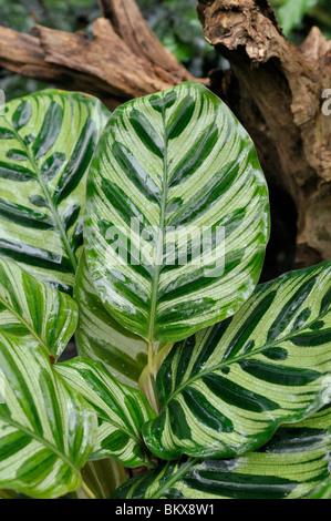 Peacock Plant (Calathea Makoyana), leaves with two shades of green with ...