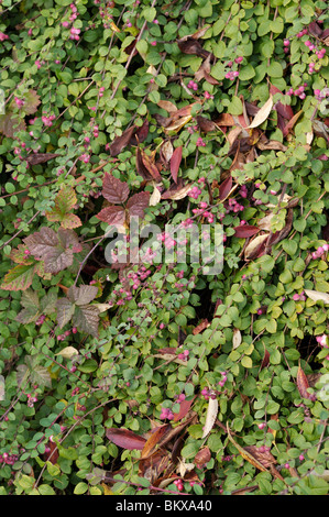 Coralberry (Symphoricarpos x chenaultii 'Hancock' Stock Photo - Alamy