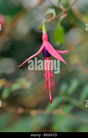 Flowers of a Fuchsia Plant (Fuchsia regia Stock Photo - Alamy