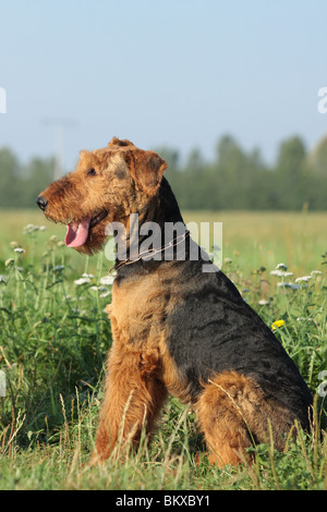 sitting Airedale Terrier Stock Photo - Alamy