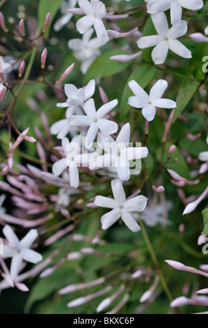 White Jasmine (Jasminum polyanthum), Oleaceae Stock Photo - Alamy