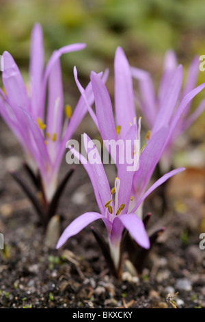 Colchicum bulbocodium syn. Bulbocodium vernum, the Spring Meadow ...