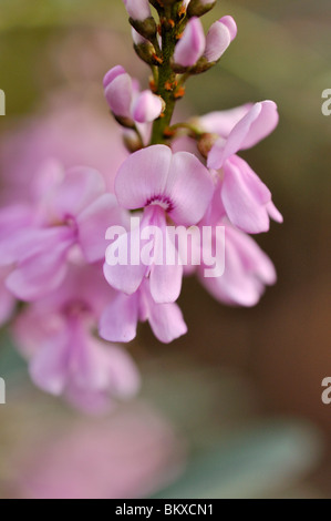 Australian Indigo (Indigofera australis), flowering Stock Photo - Alamy