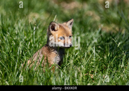 Baby Red Fox in Floyd County, Indiana Stock Photo - Alamy