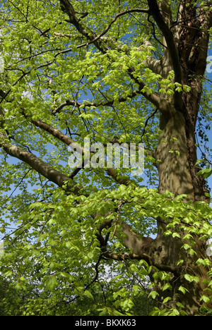 HAYA (Fagus sylvatica Stock Photo - Alamy